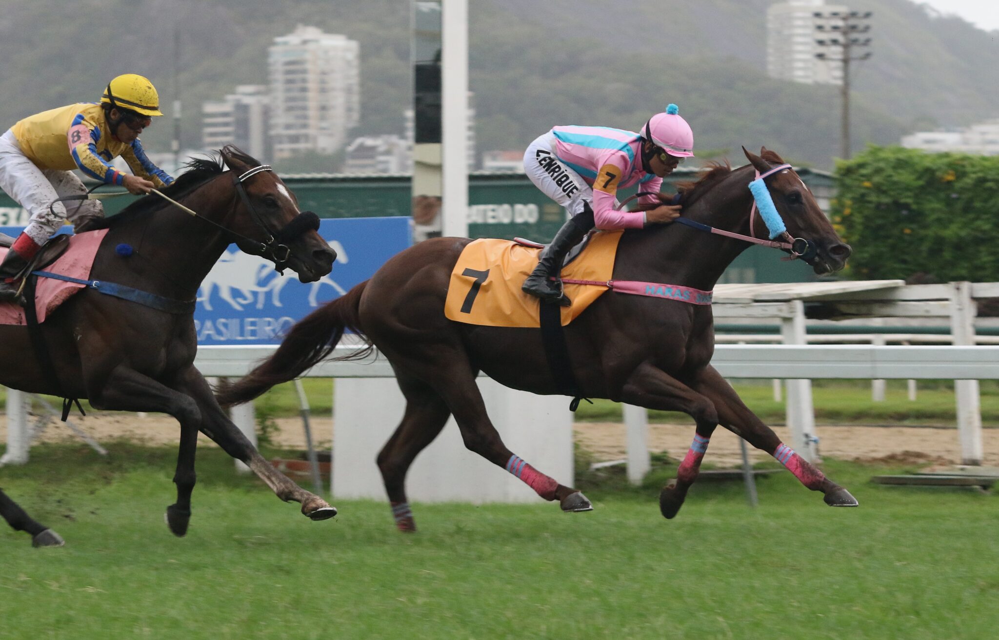 O Haras Sweet Carol venceu com Morrocan o Clássico Bal a Bali (L.), em ...